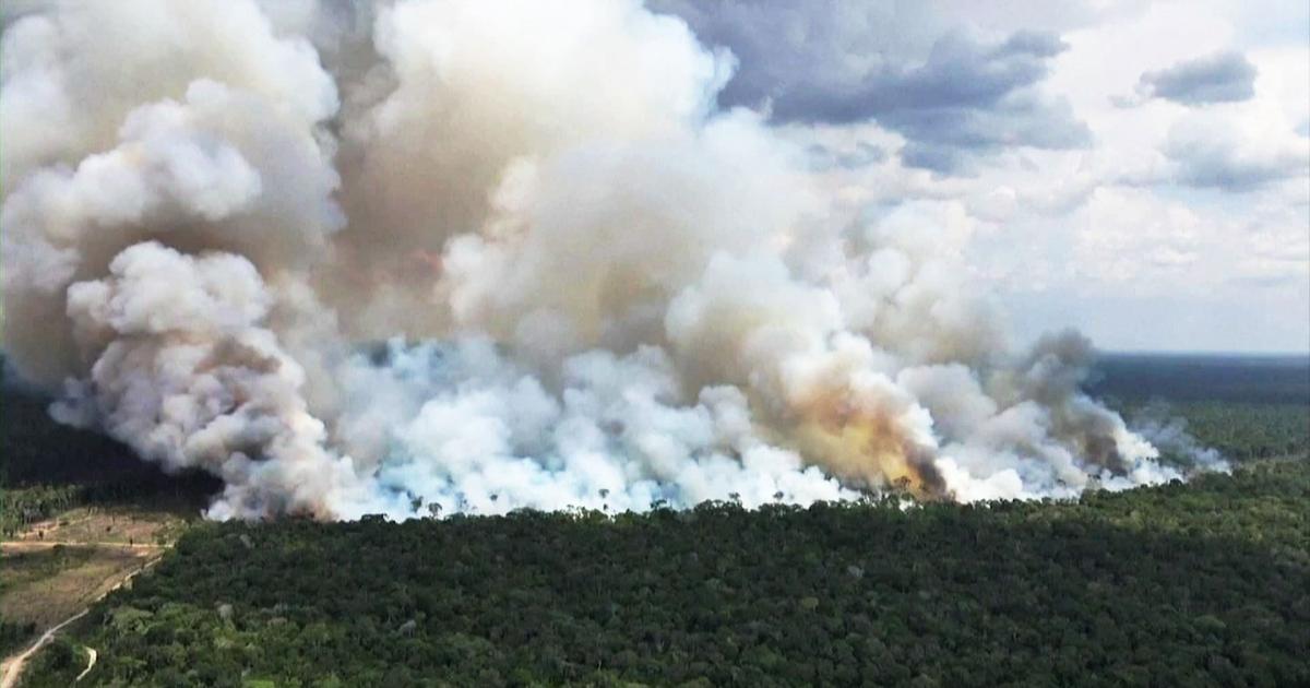 Video: Abholzung des Regenwaldes... - Brisant - ARD | Das Erste Video: Abholzung des Regenwaldes... - Brisant - ARD | Das Erste